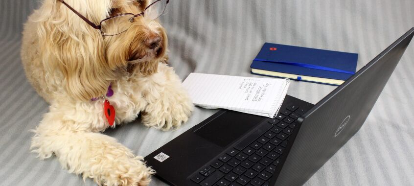 Pets on Divorce: What is a pet-nup? | Family law